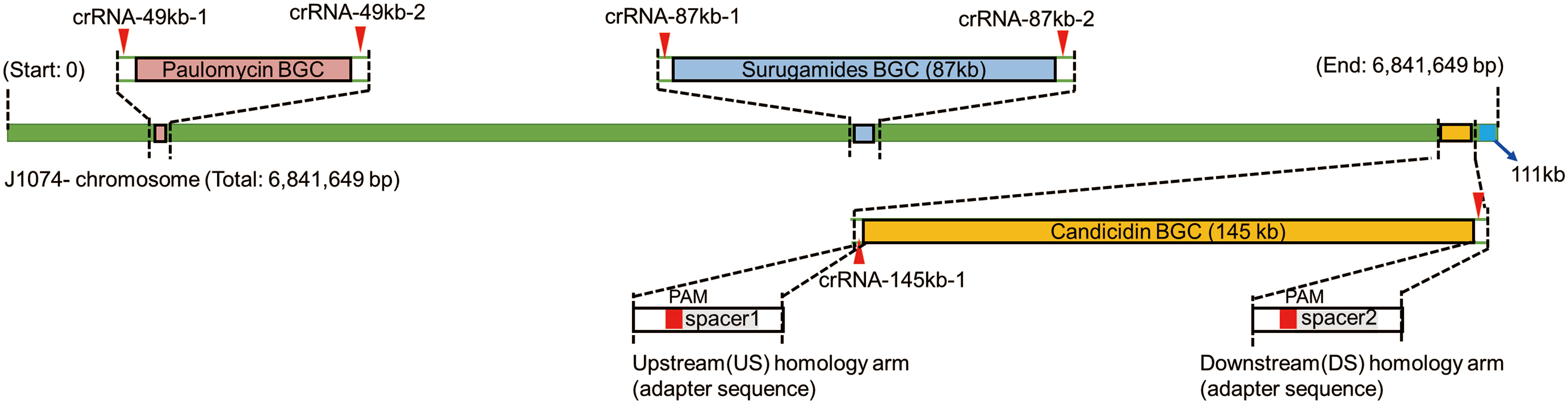 Cell Press: STAR Protocols