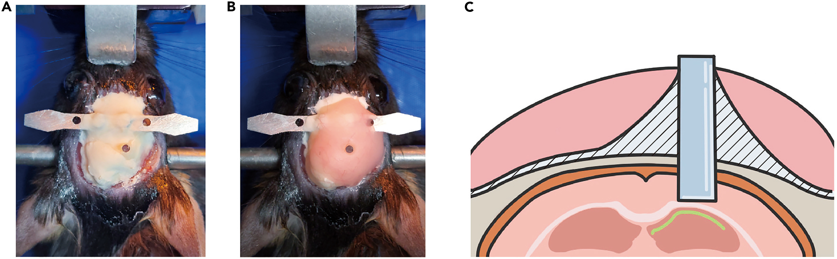 Cell Press: STAR Protocols