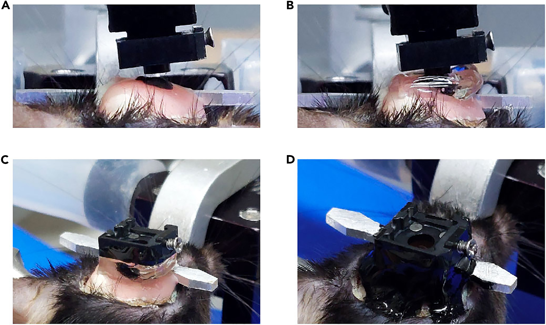 Cell Press: STAR Protocols