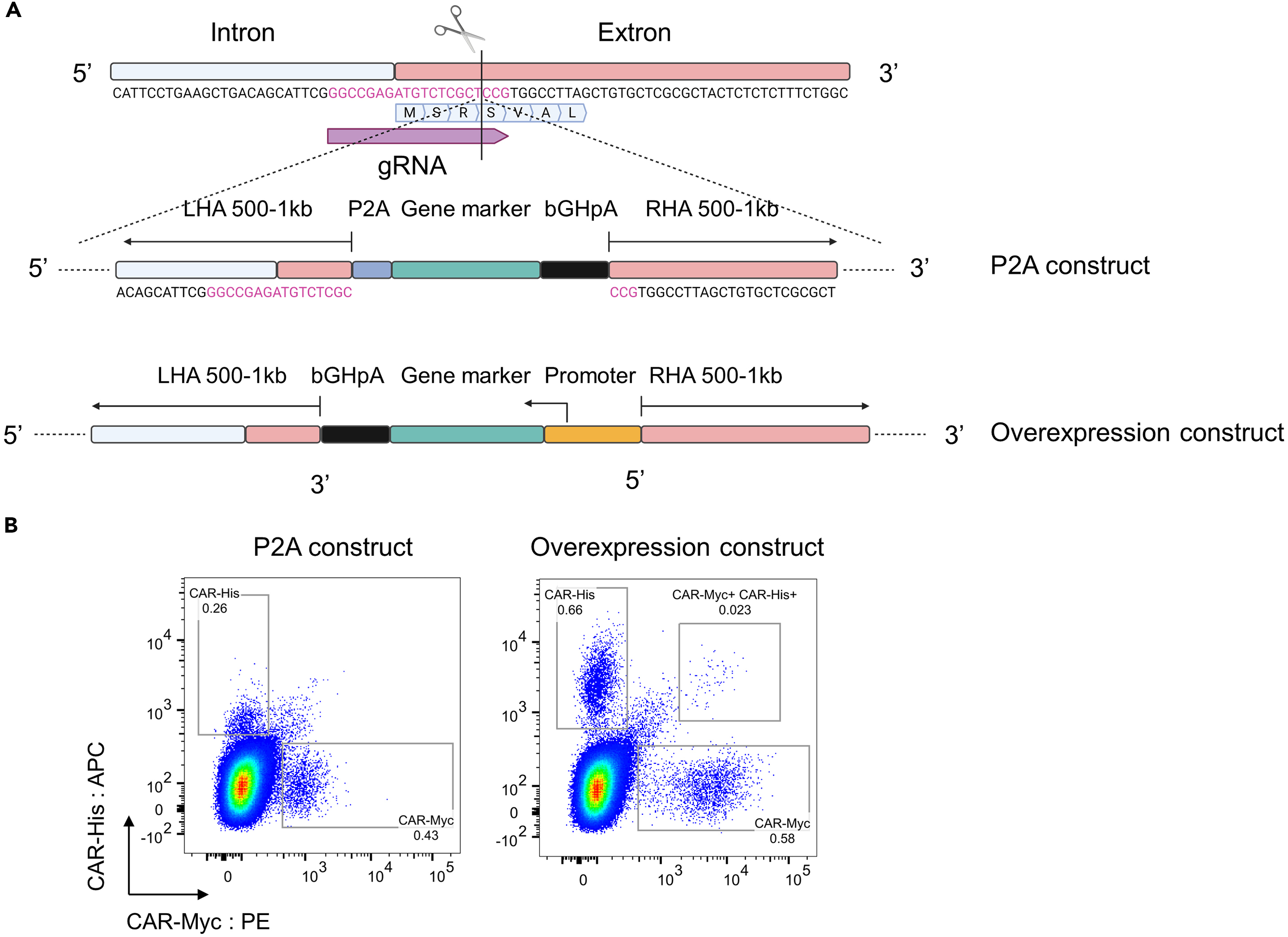 Cell Press: STAR Protocols
