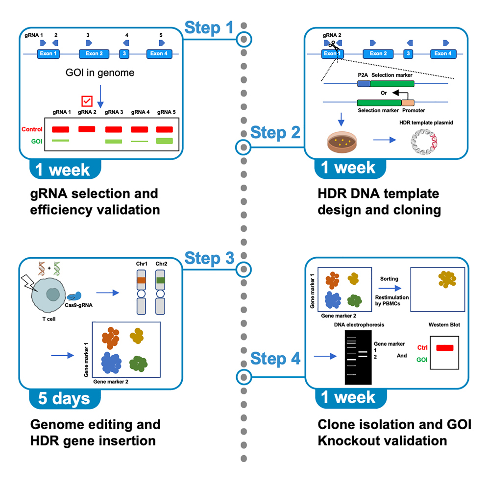 Cell Press: STAR Protocols
