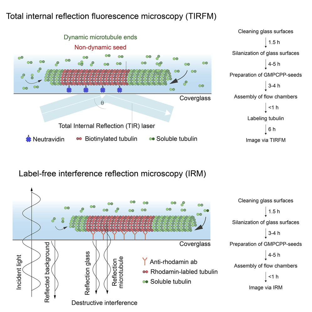 Cell Press: STAR Protocols