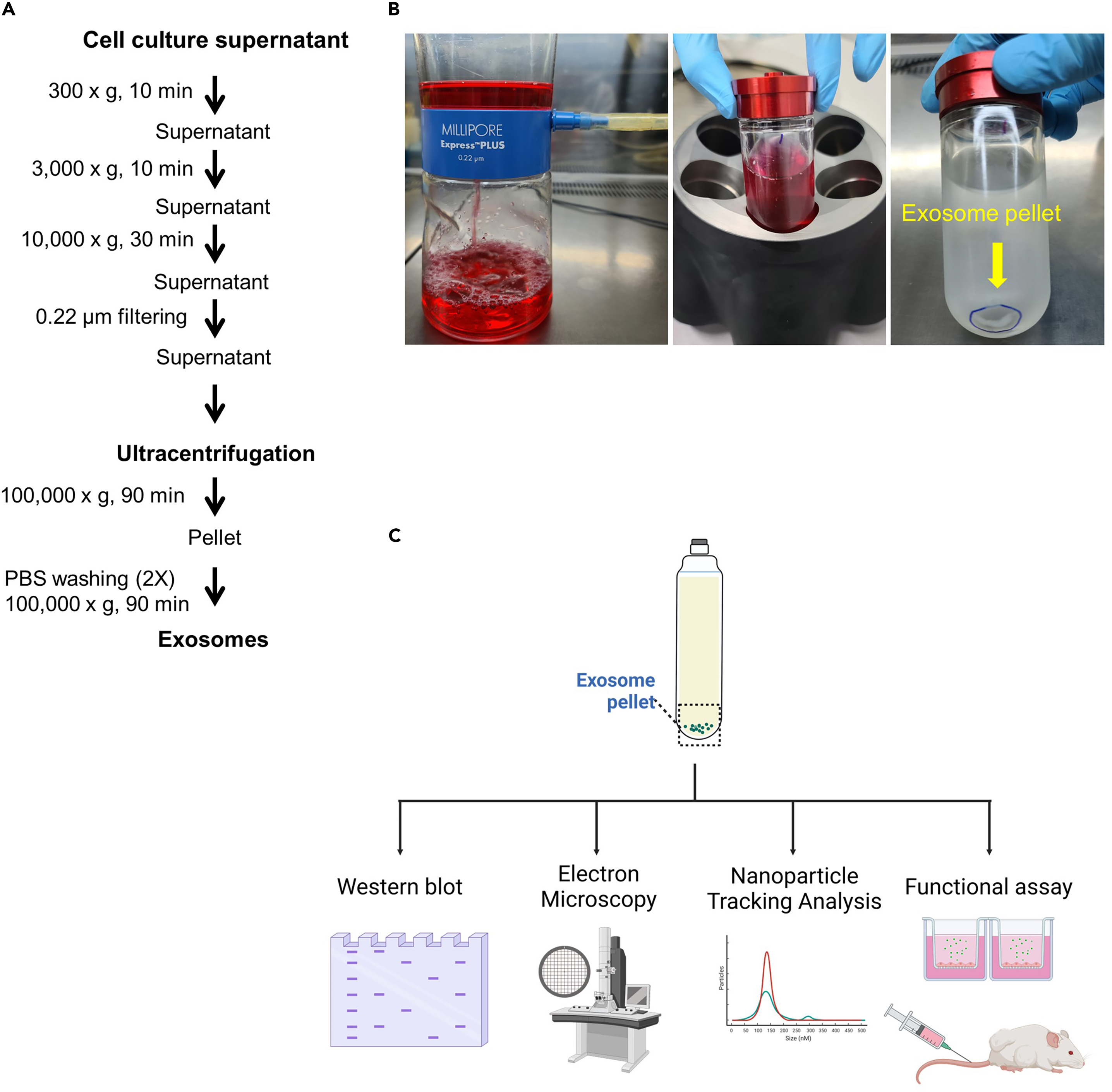 Cell Press: STAR Protocols