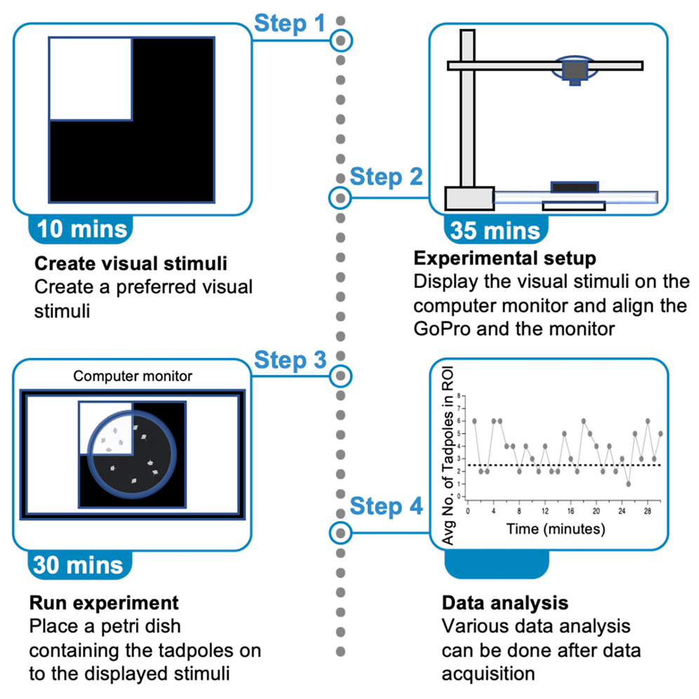 Cell Press: STAR Protocols