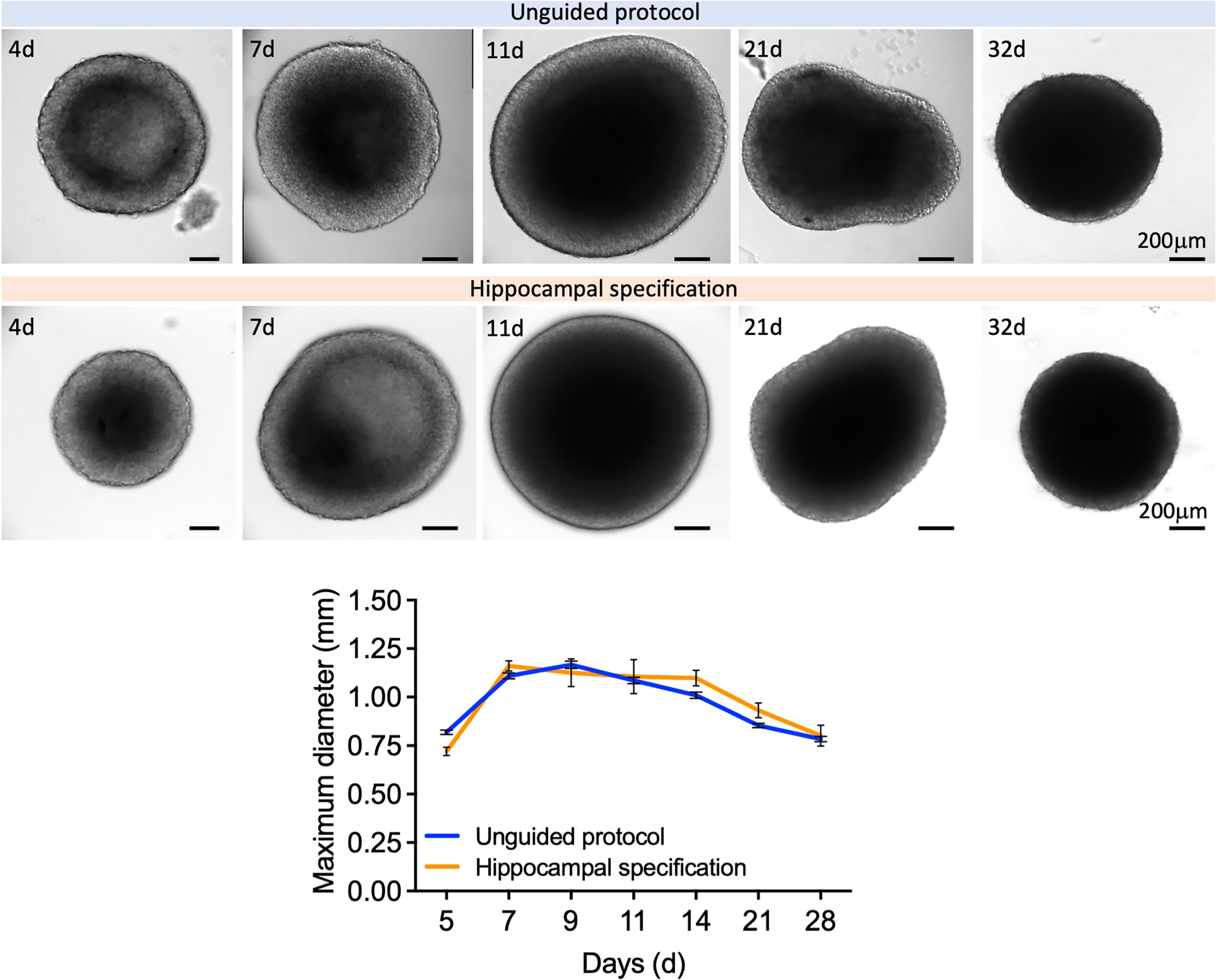 Cell Press: STAR Protocols