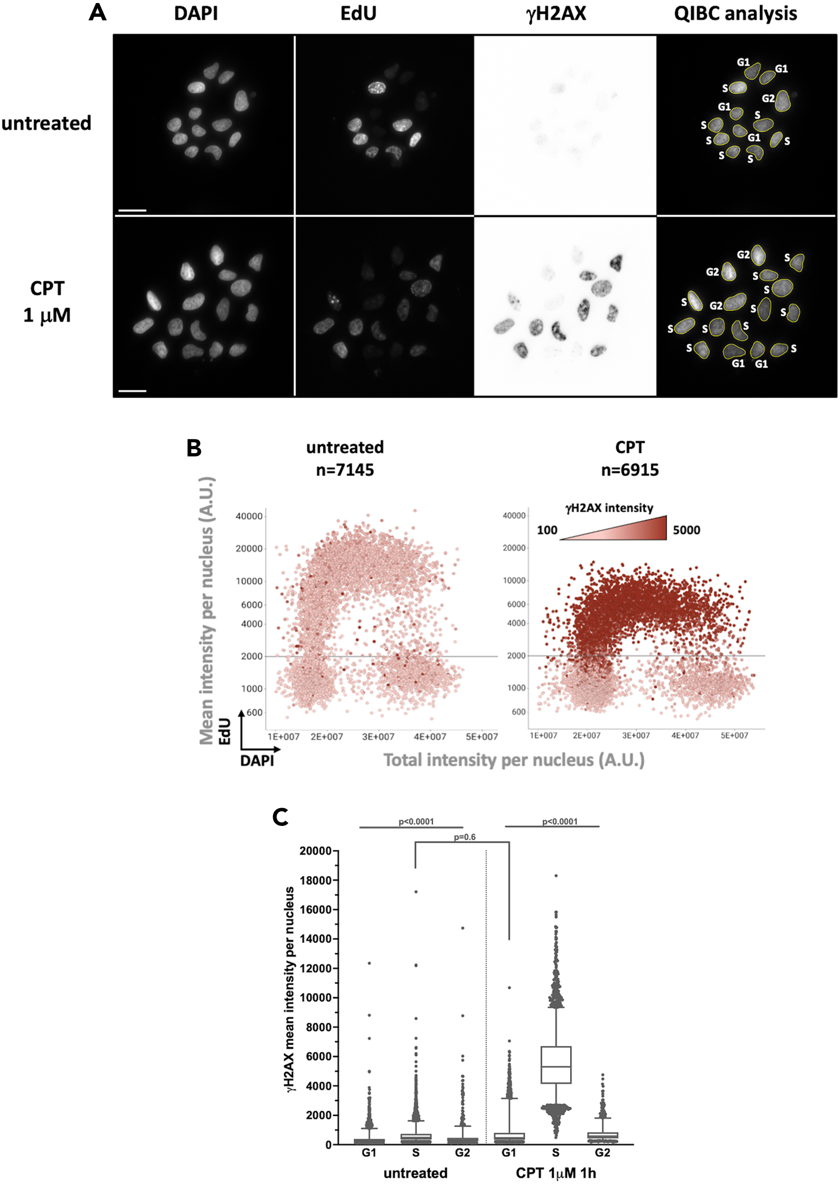 Cell Press: STAR Protocols
