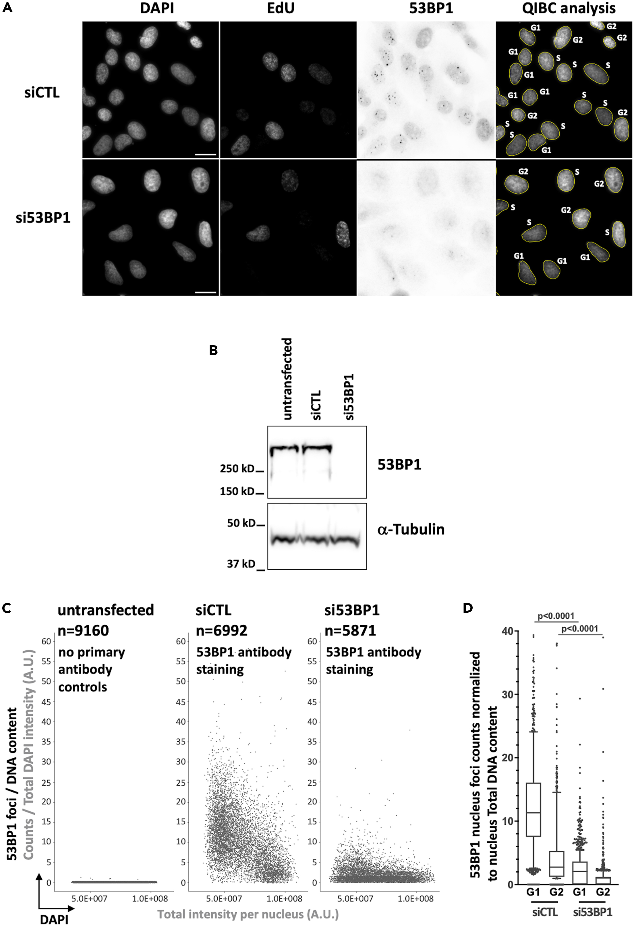 Cell Press: STAR Protocols