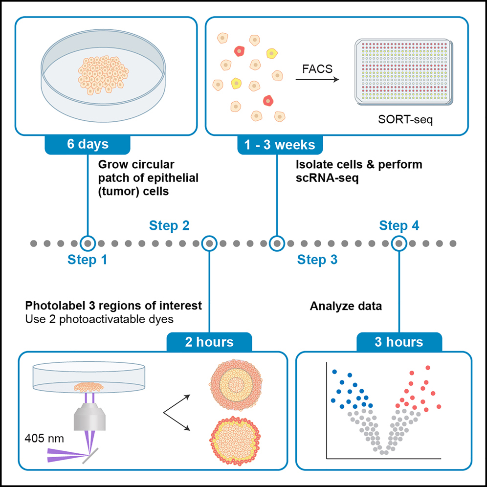 Cell Press: STAR Protocols