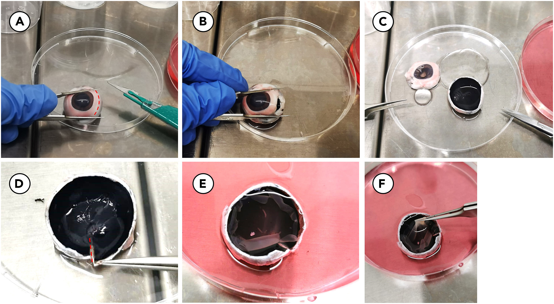 Cell Press: STAR Protocols