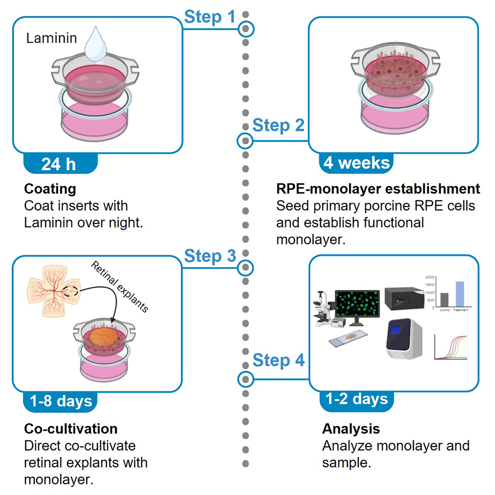 Cell Press: STAR Protocols