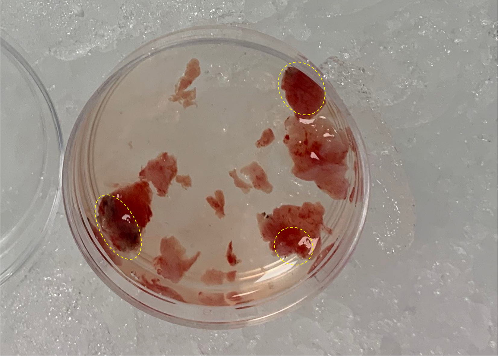 Cell Press: STAR Protocols