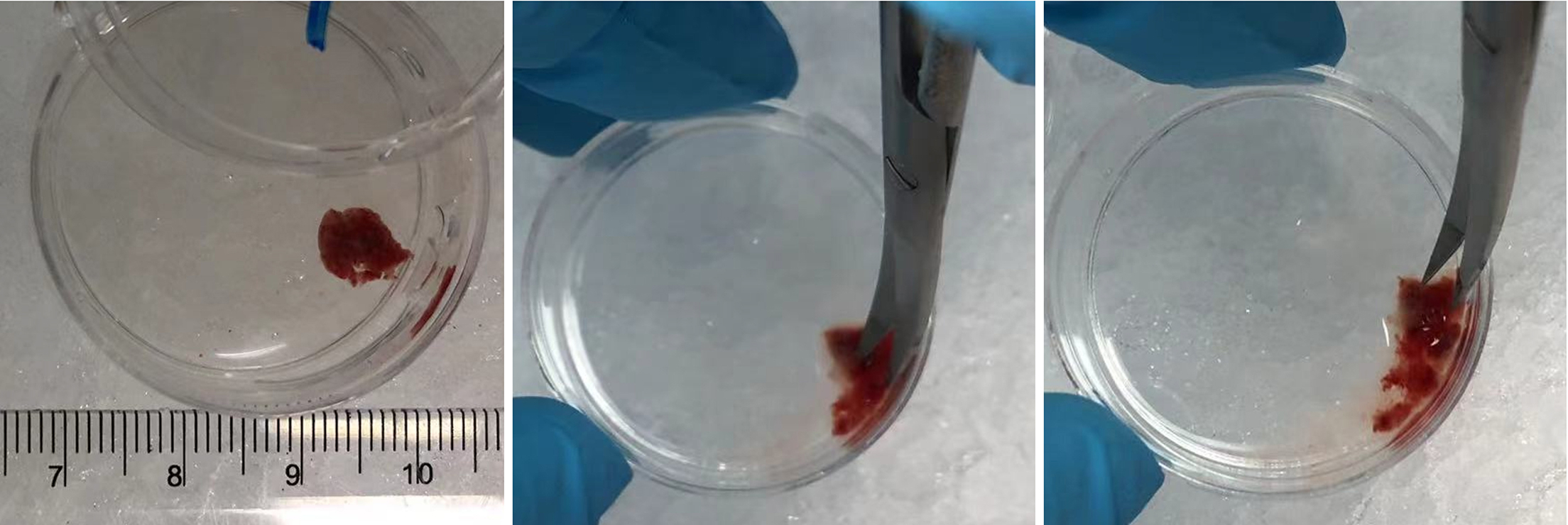 Cell Press: STAR Protocols