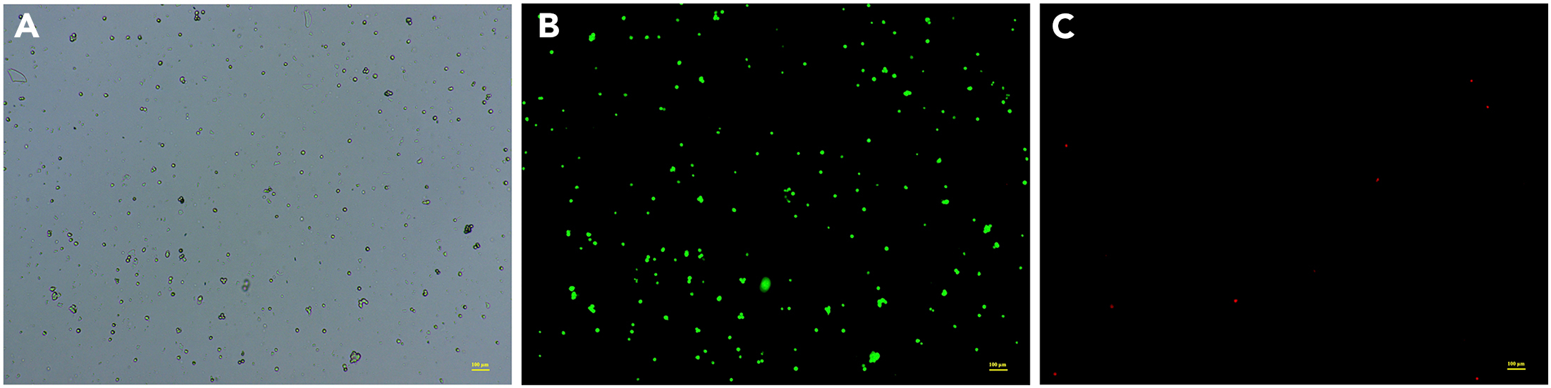 Cell Press: STAR Protocols