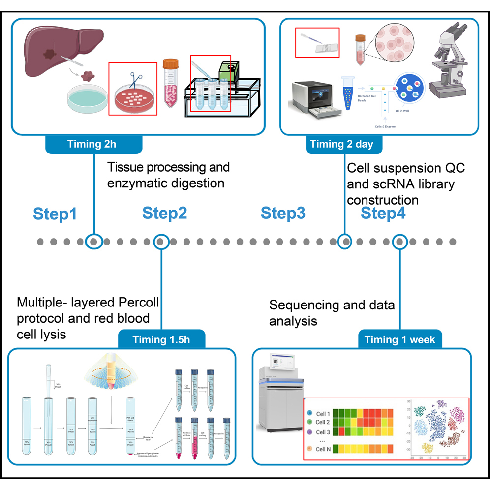 Cell Press: STAR Protocols