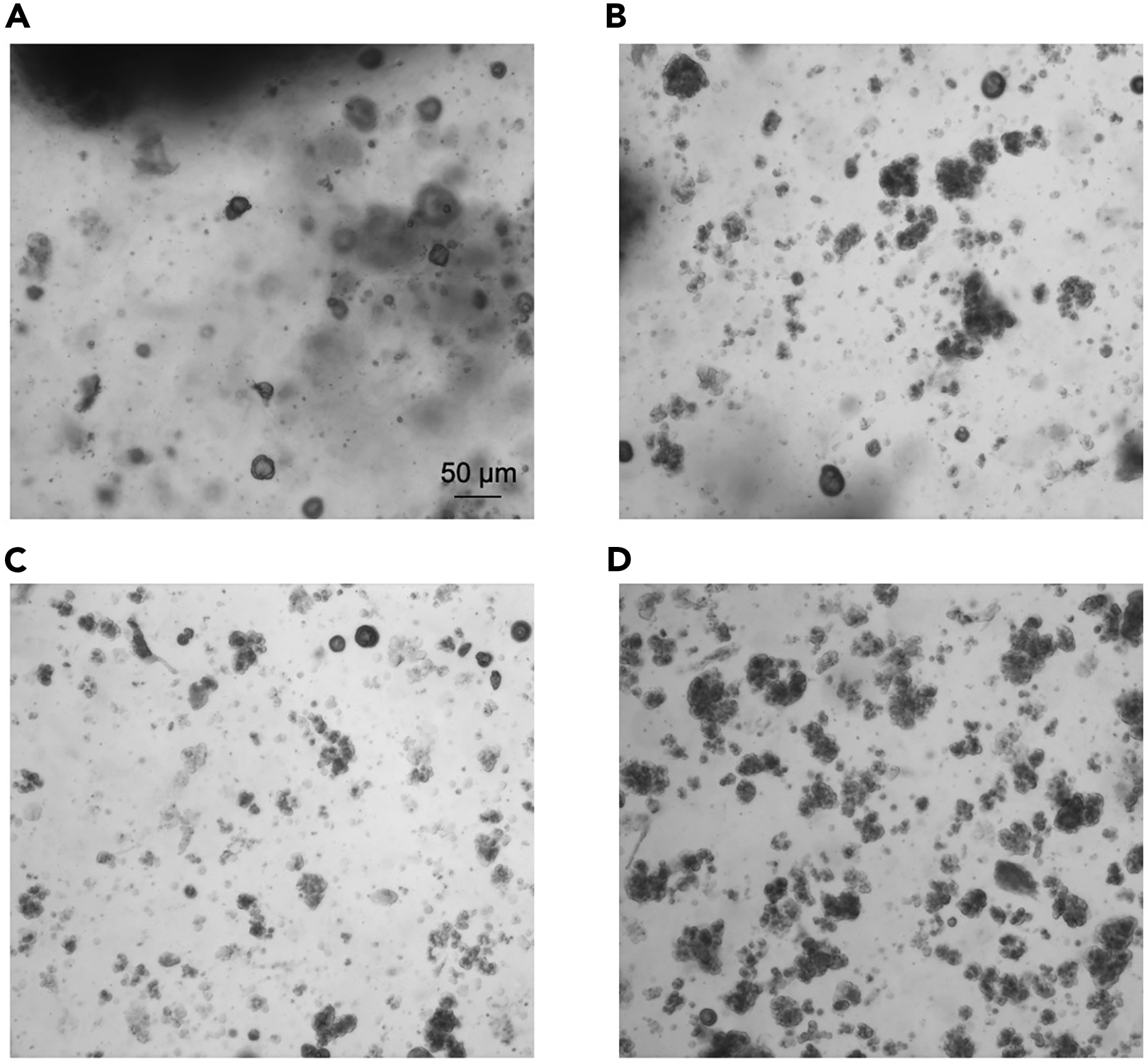 Cell Press: STAR Protocols