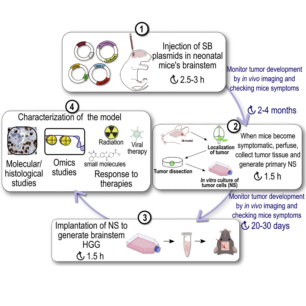 Cell Press: STAR Protocols