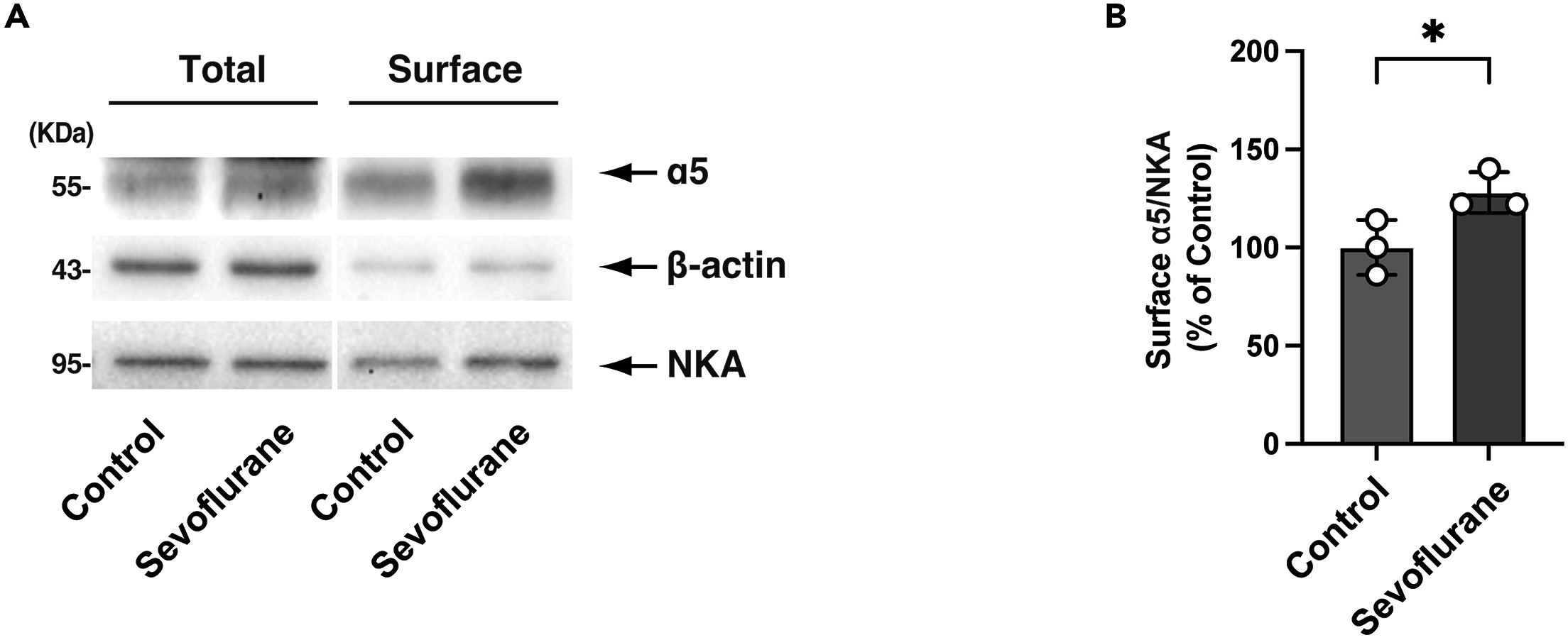 Cell Press: STAR Protocols