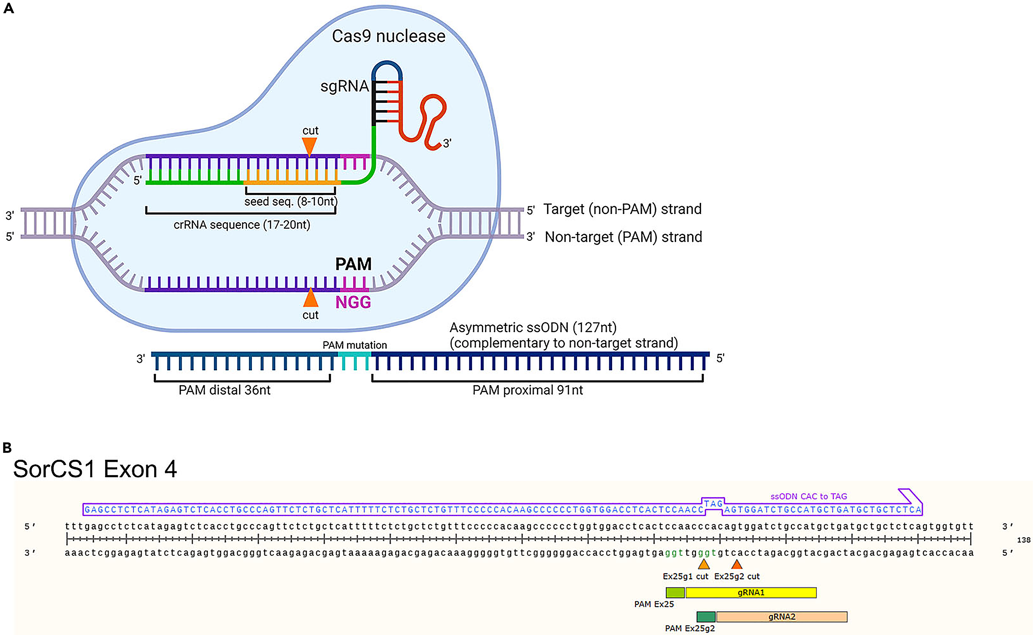 Cell Press: STAR Protocols