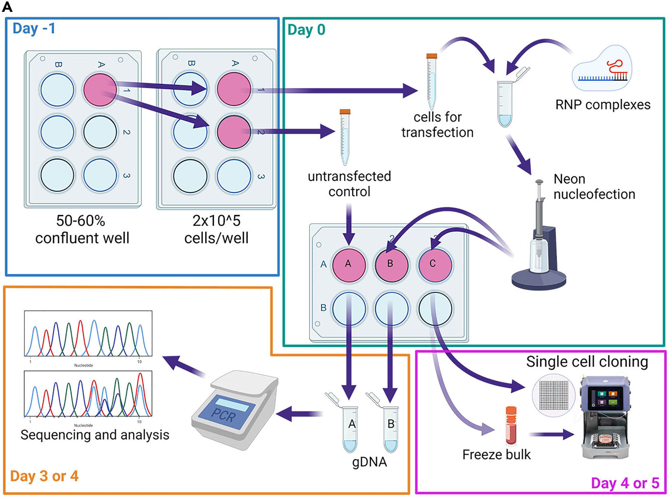 Cell Press: STAR Protocols
