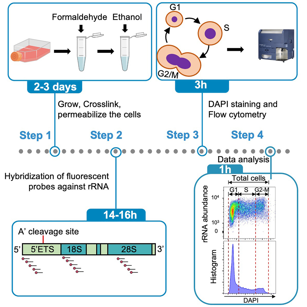 Cell Press: STAR Protocols