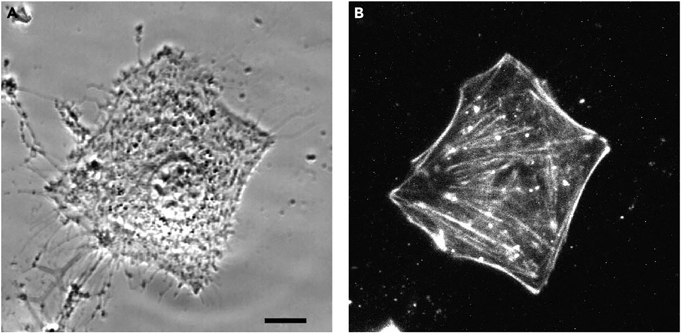 Cell Press: STAR Protocols