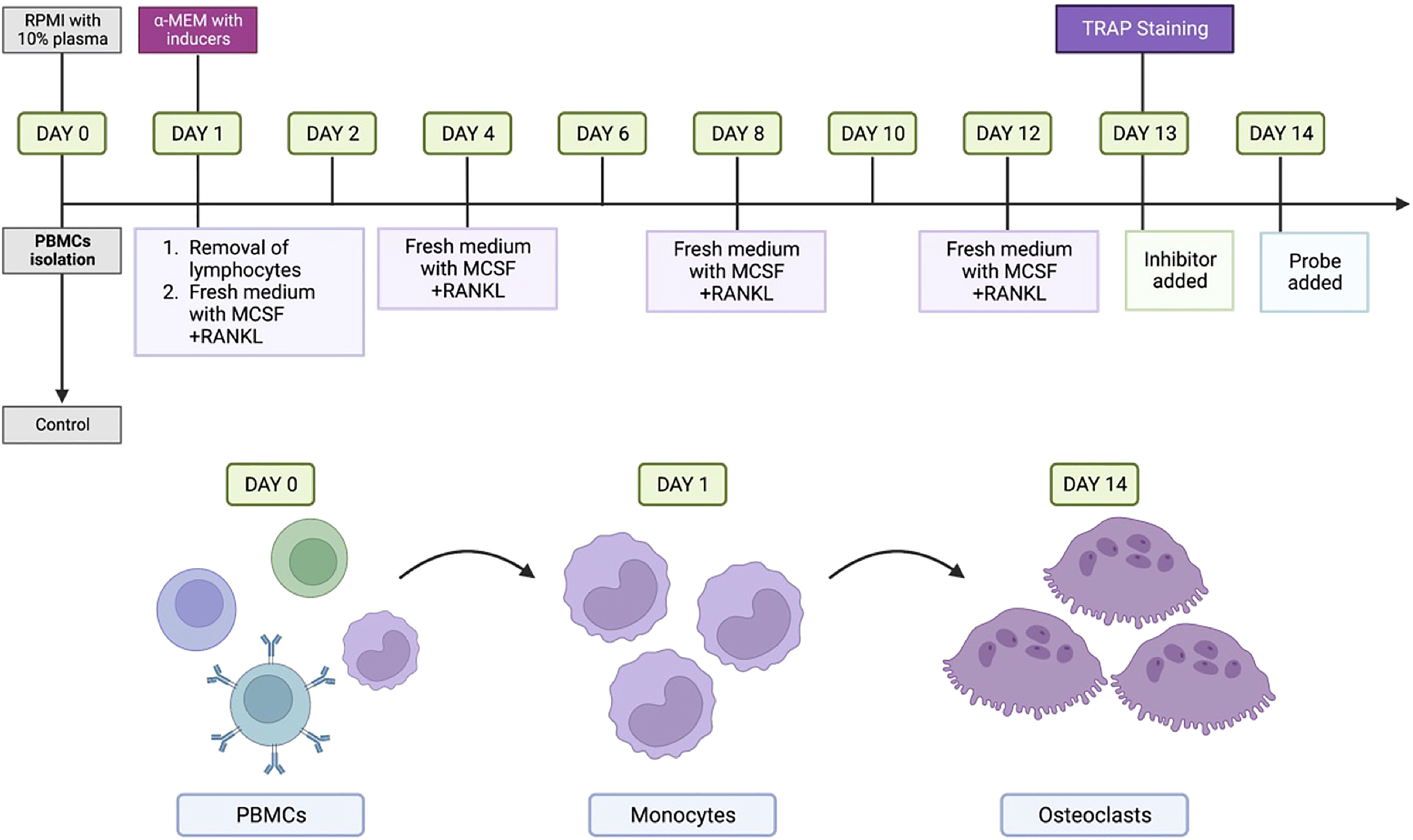 Cell Press: STAR Protocols