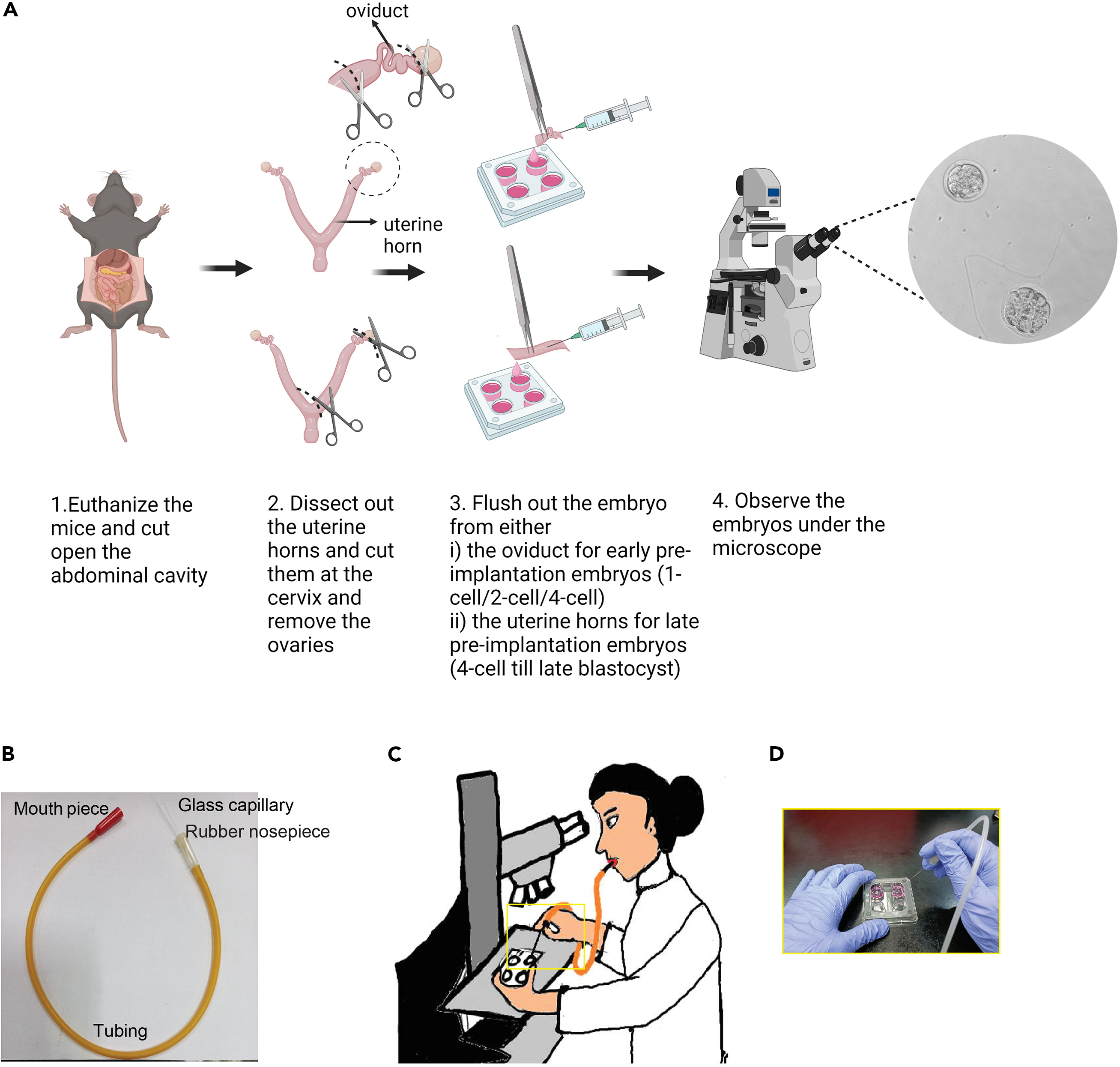 Cell Press: STAR Protocols