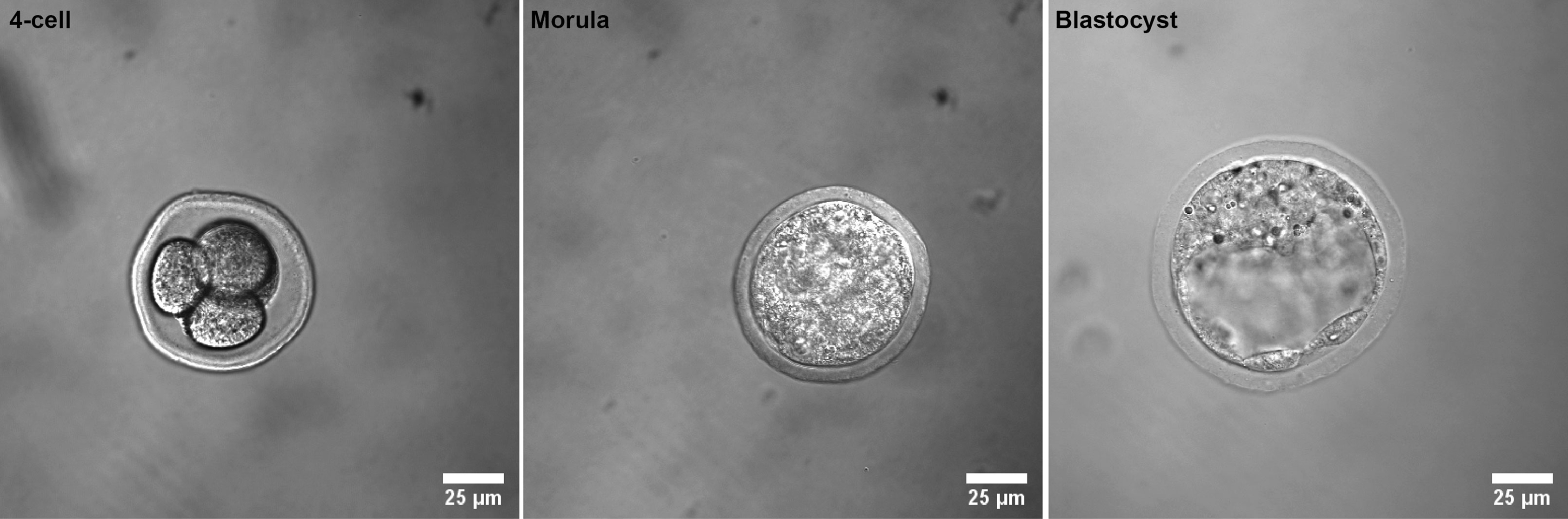 Cell Press: STAR Protocols