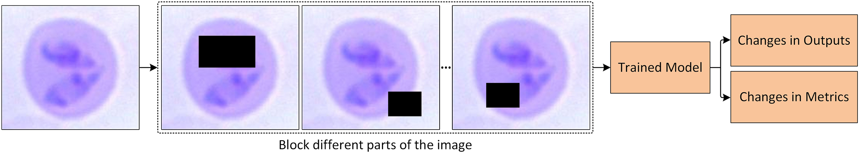 Cell Press: STAR Protocols