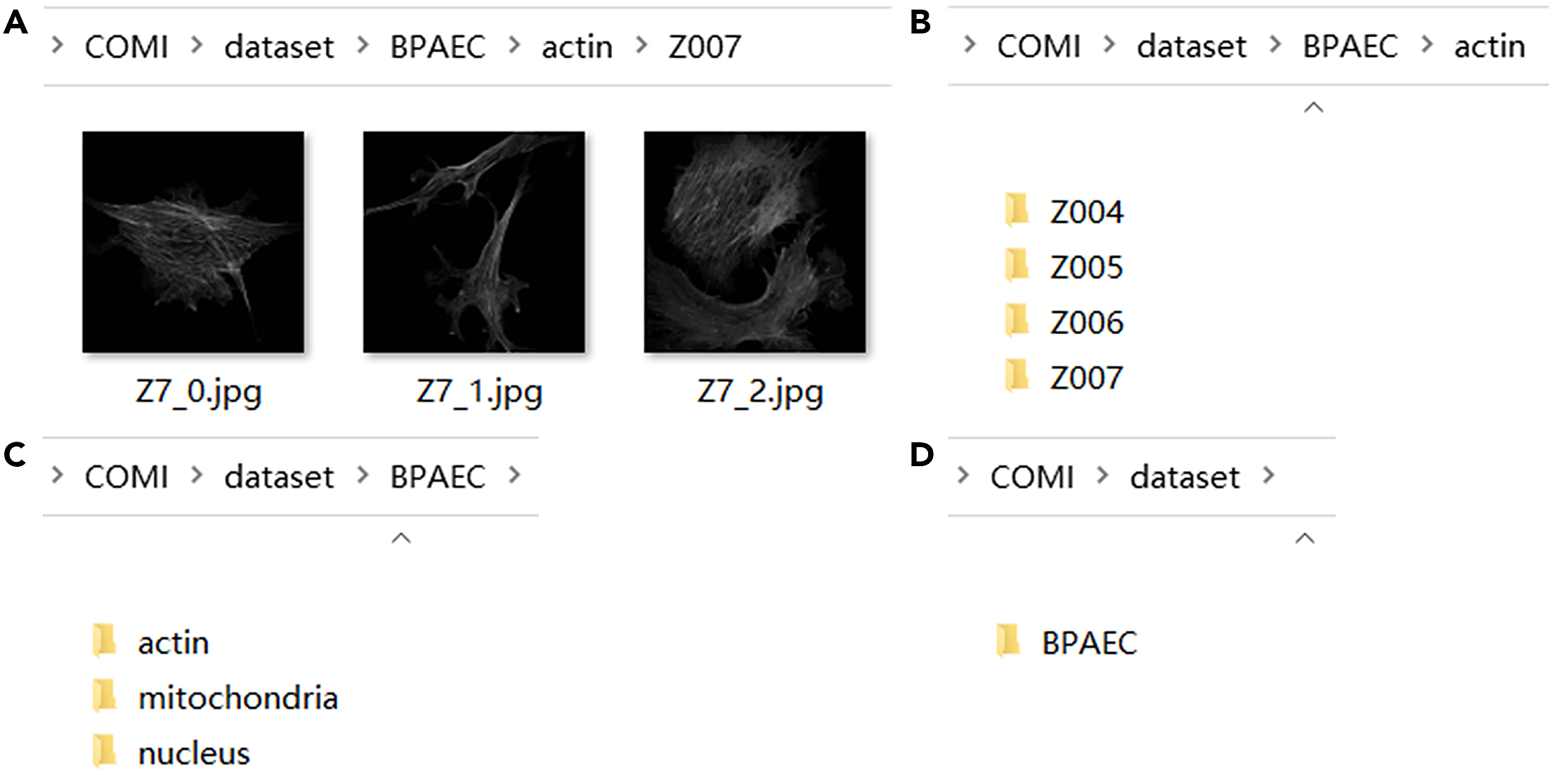 Cell Press: STAR Protocols