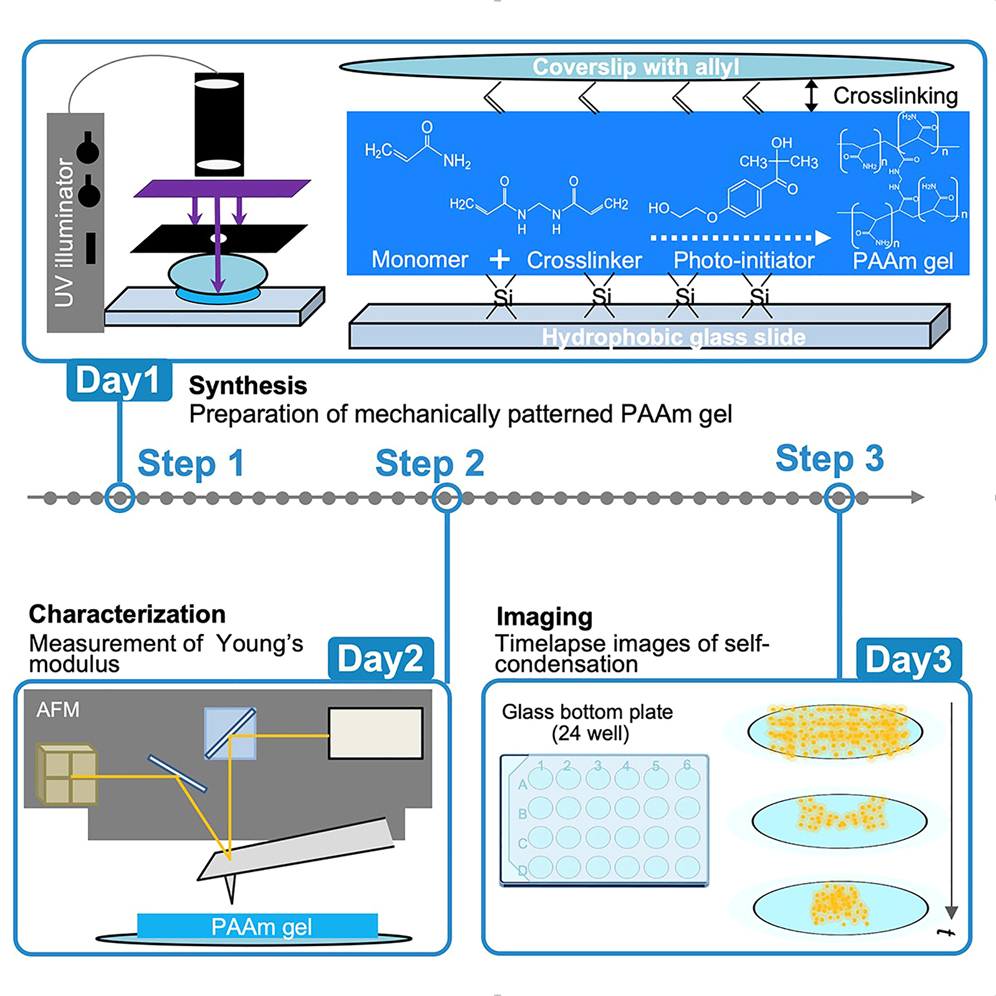 Cell Press: STAR Protocols