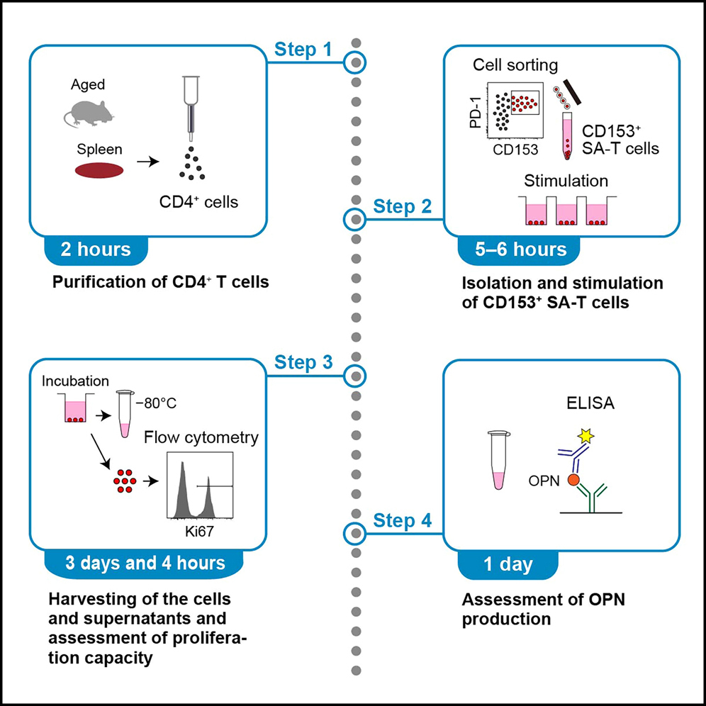 Cell Press: STAR Protocols