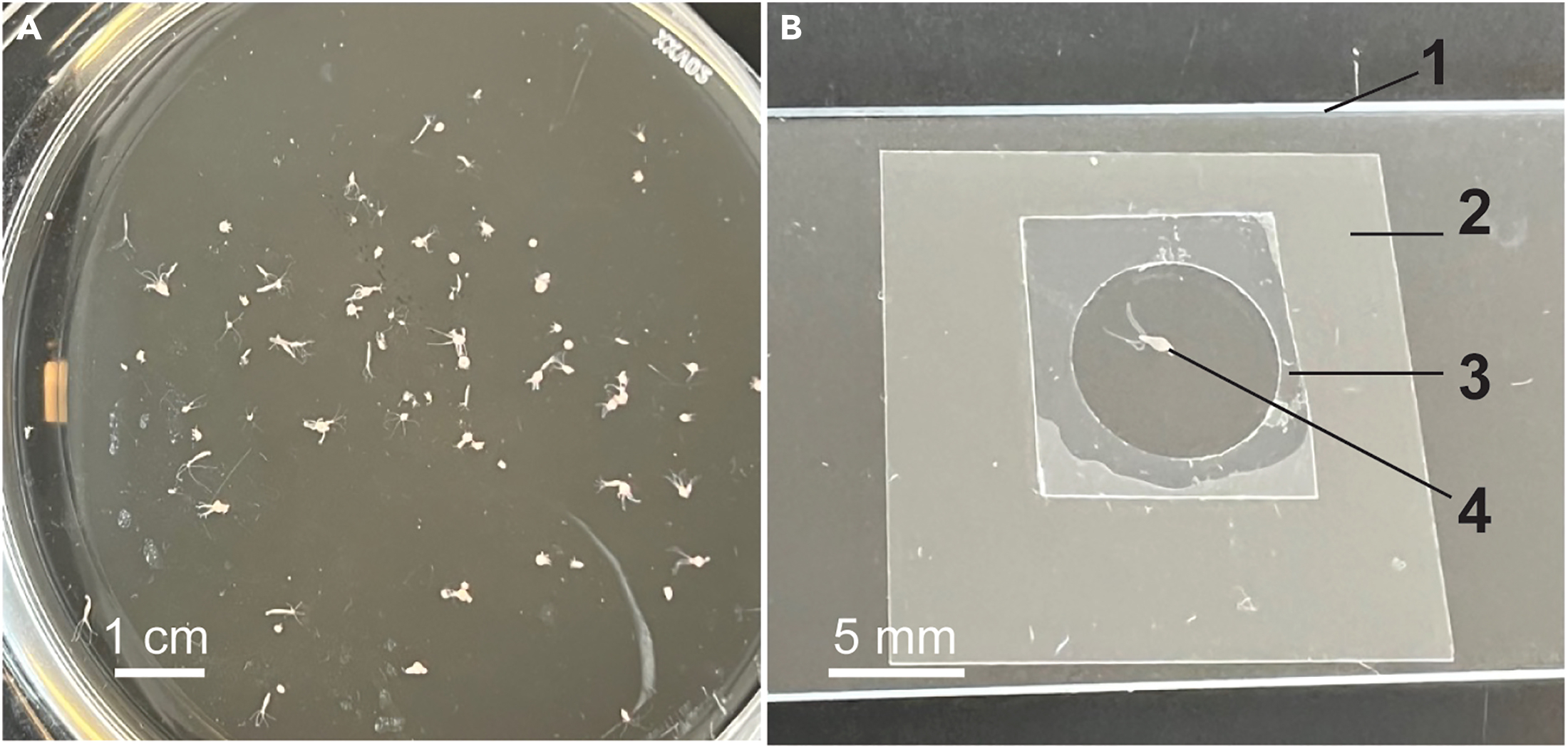 Cell Press: STAR Protocols