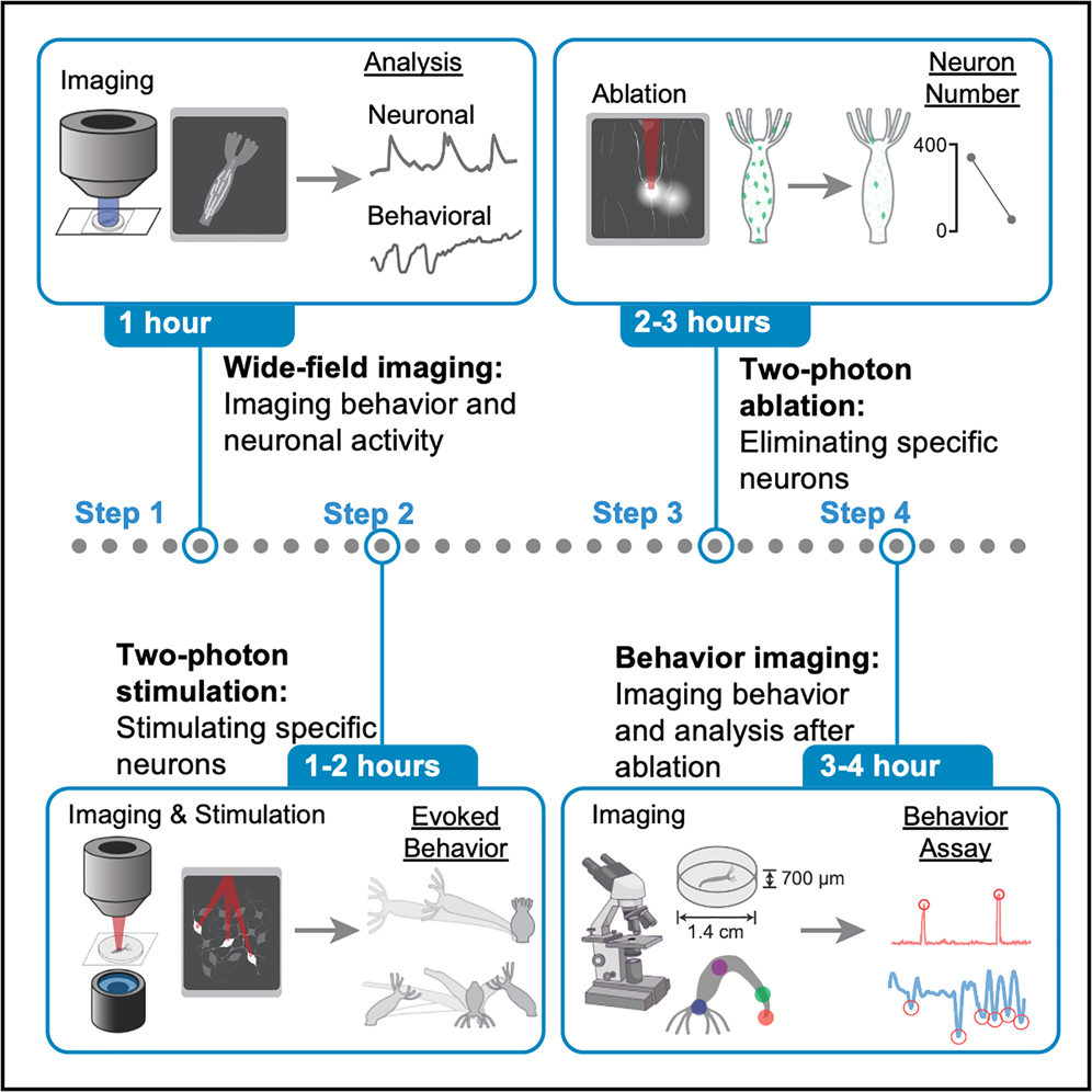 Cell Press: STAR Protocols