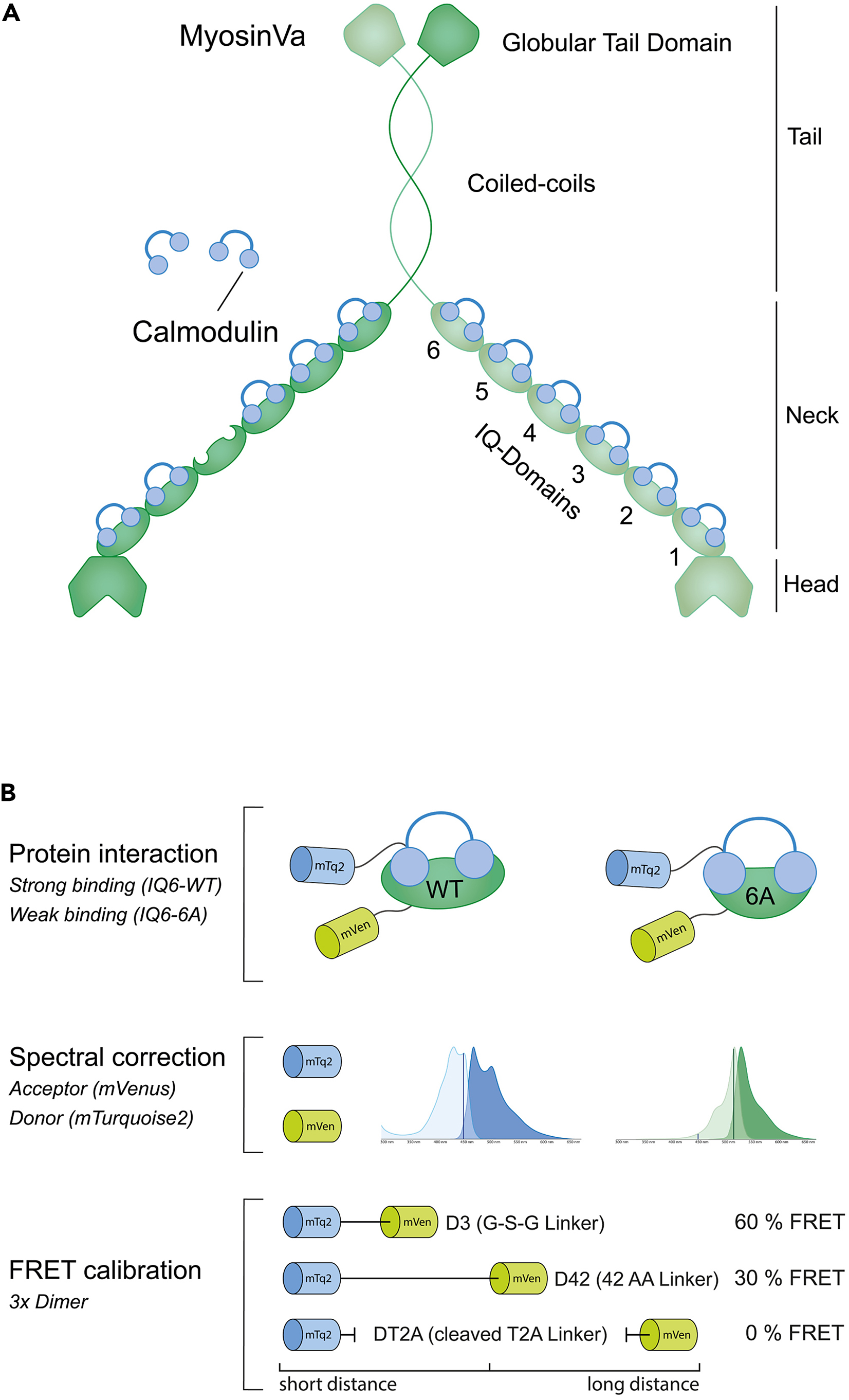 Cell Press: STAR Protocols