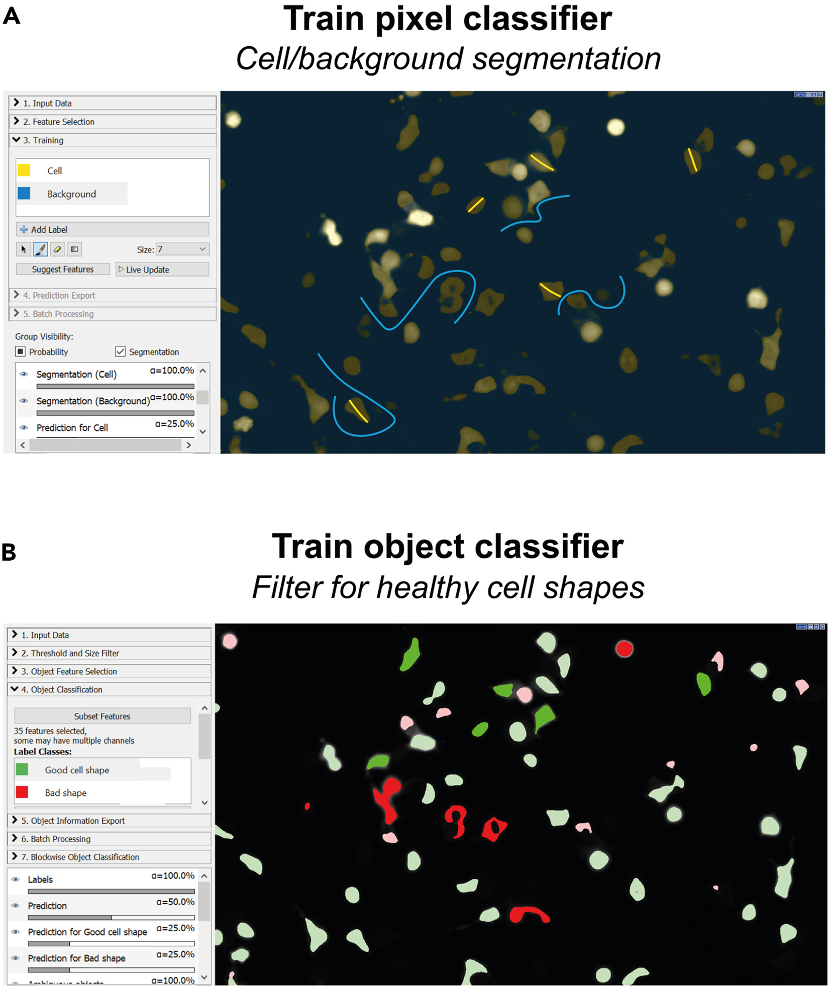 Cell Press: STAR Protocols
