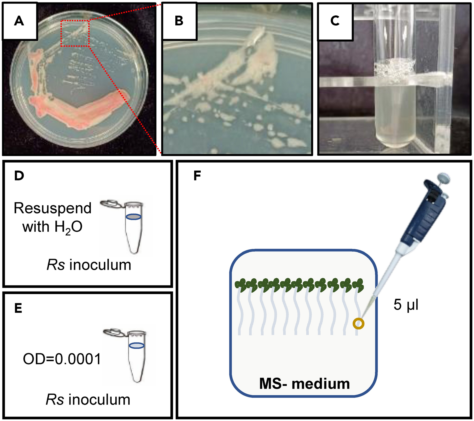 Cell Press: STAR Protocols