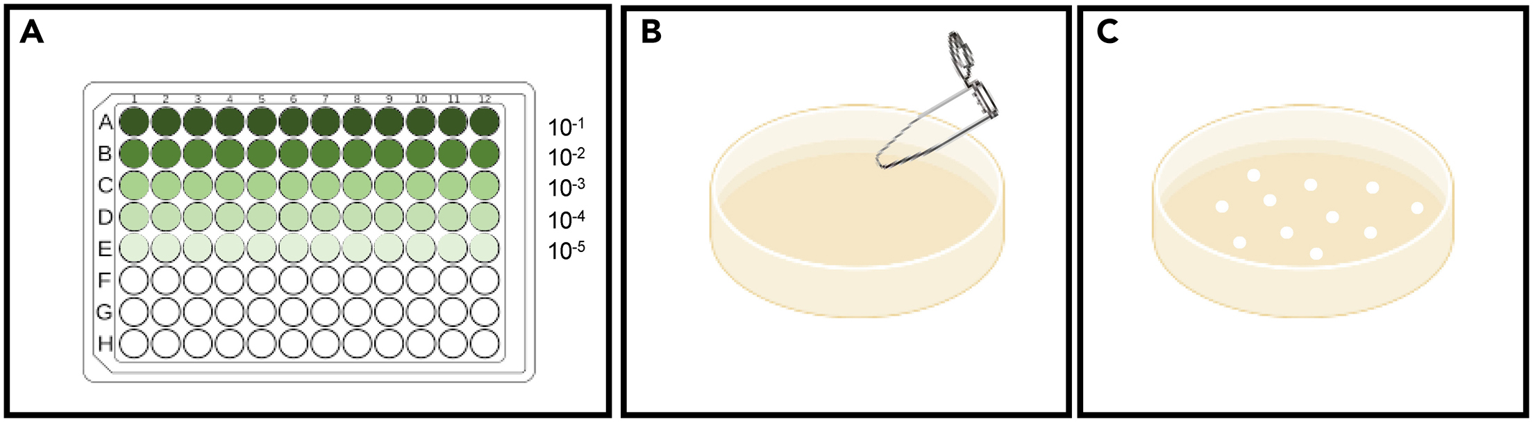 Cell Press: STAR Protocols