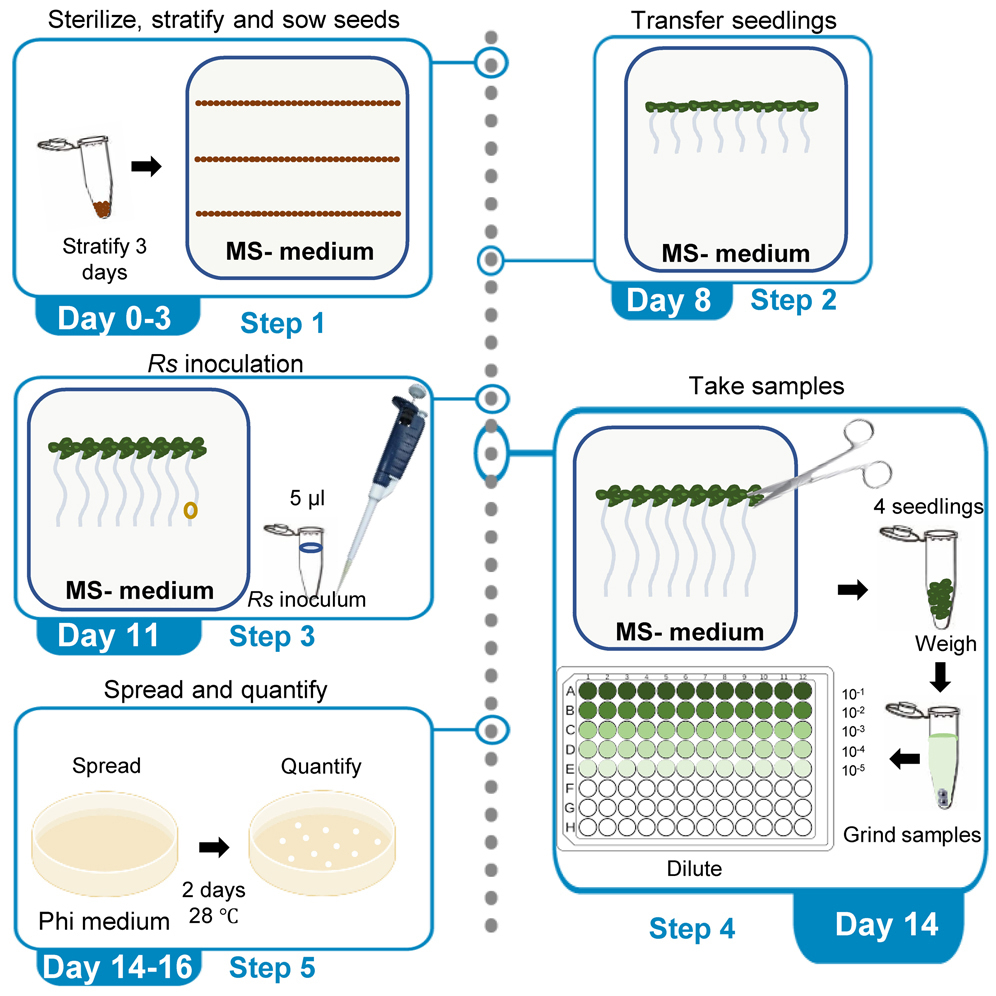 Cell Press: STAR Protocols