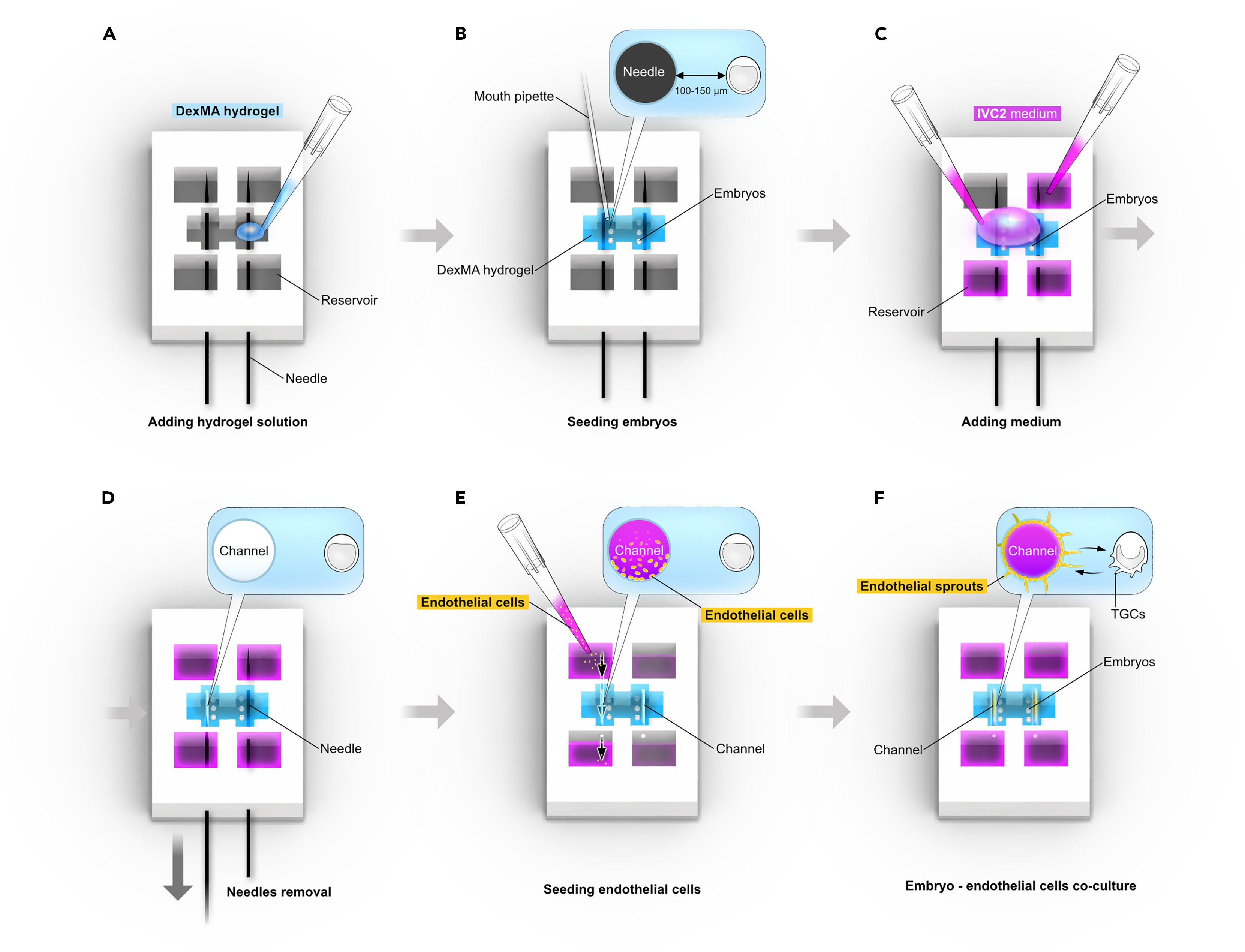 Cell Press: STAR Protocols