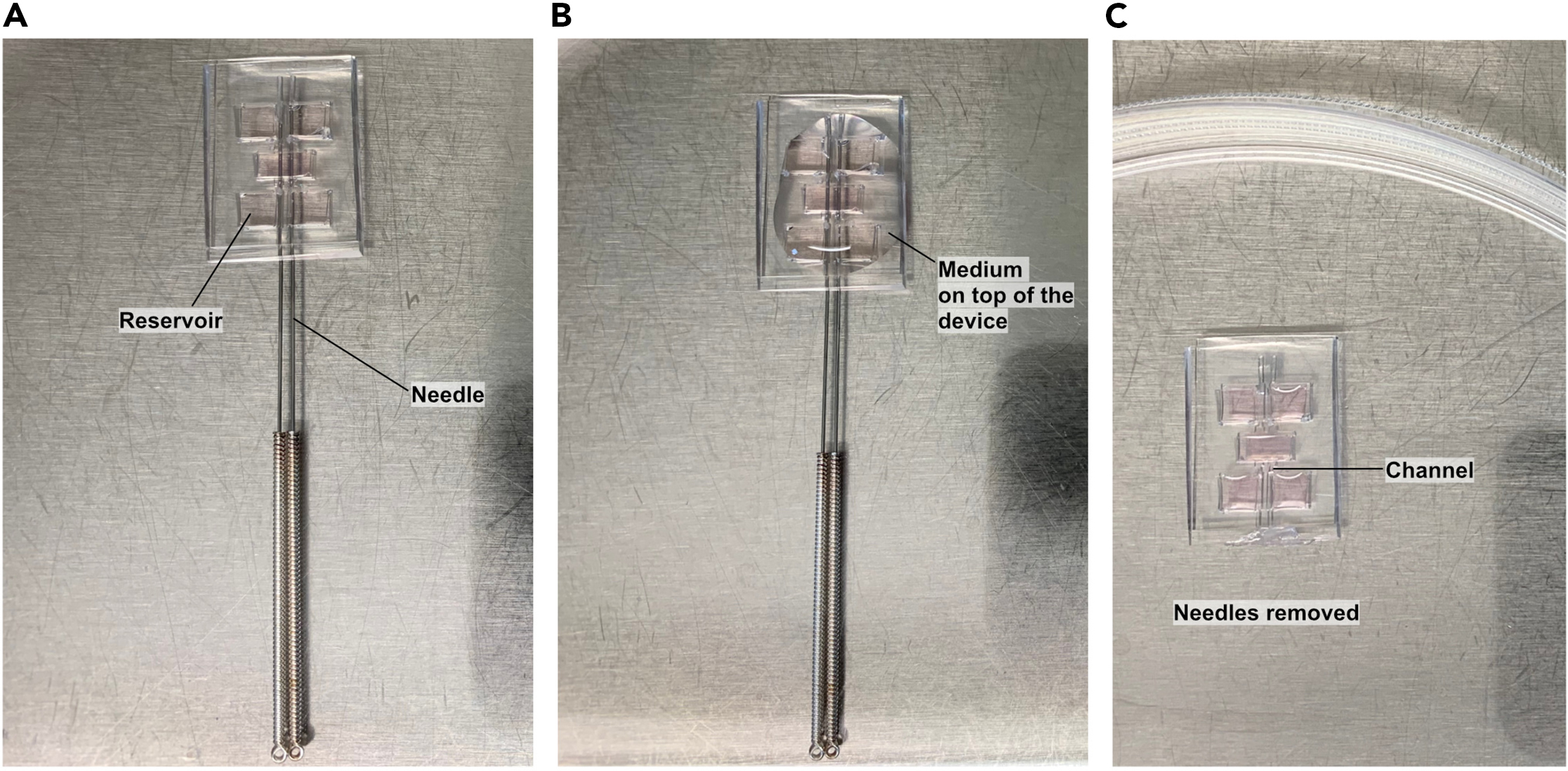 Cell Press: STAR Protocols