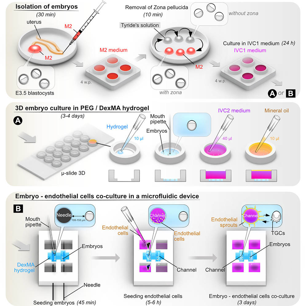 Cell Press: STAR Protocols