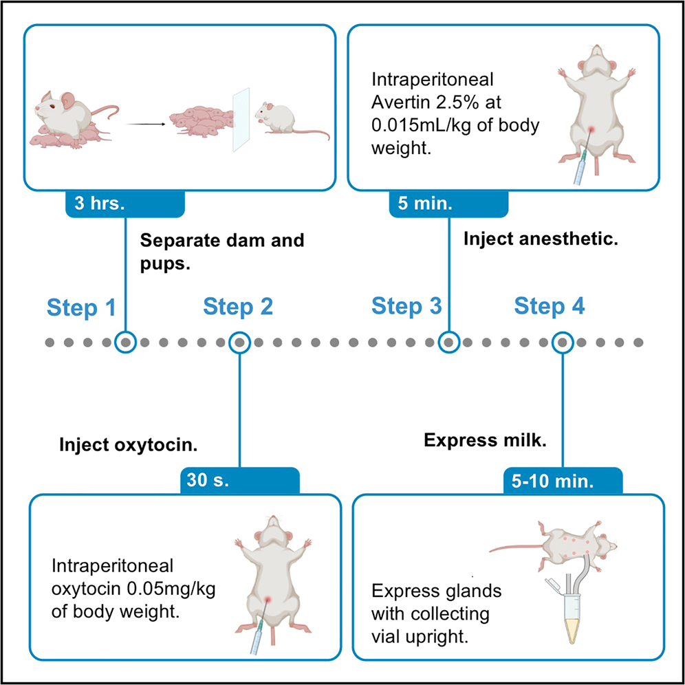 Cell Press: STAR Protocols