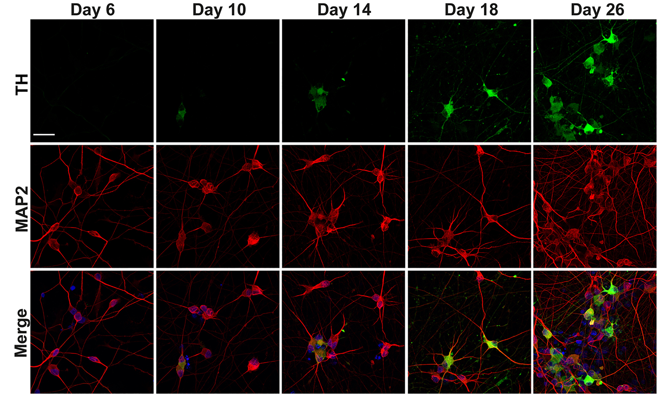 Cell Press: STAR Protocols