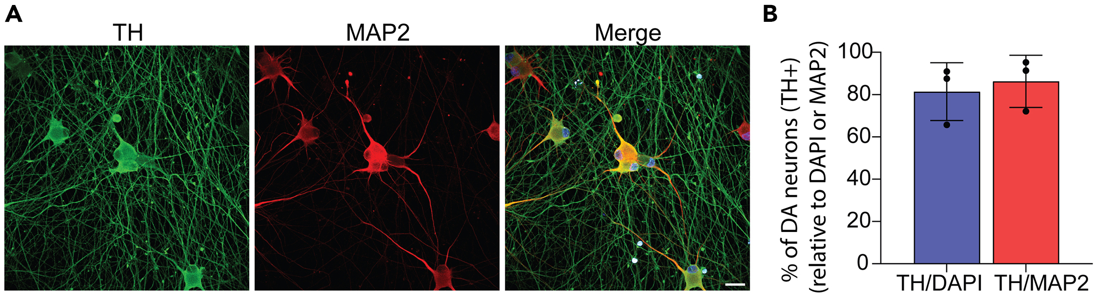 Cell Press: STAR Protocols