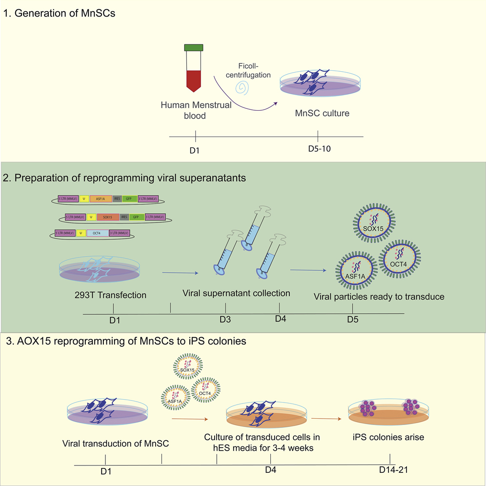 Cell Press: STAR Protocols