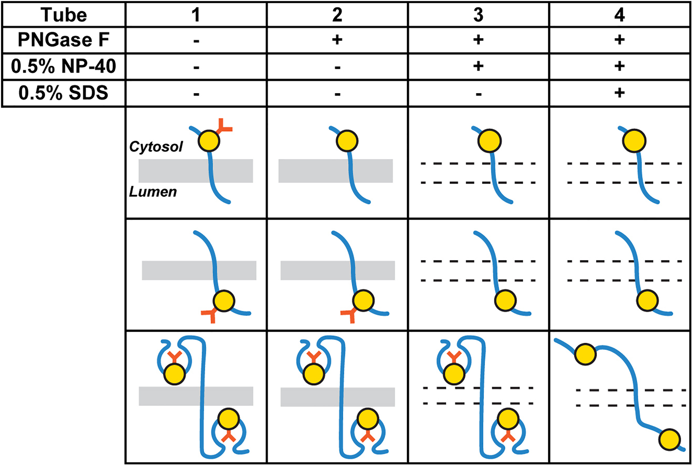 Cell Press: STAR Protocols