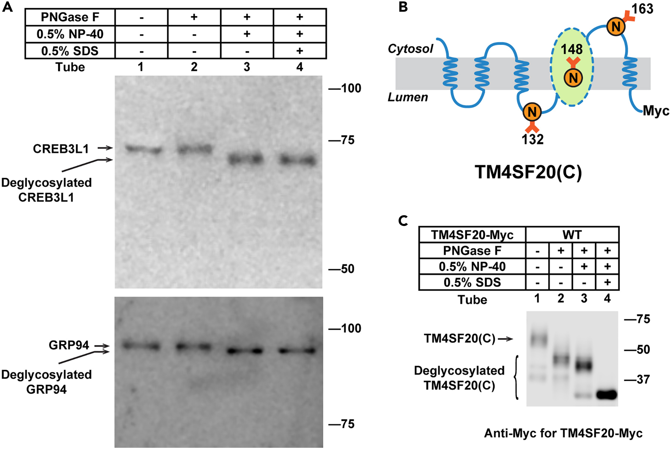 Cell Press: STAR Protocols