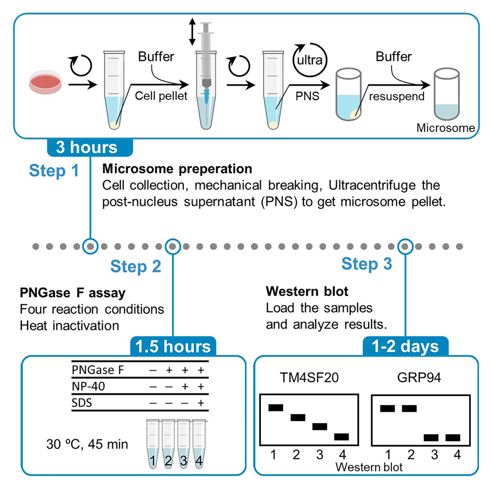 Cell Press: STAR Protocols