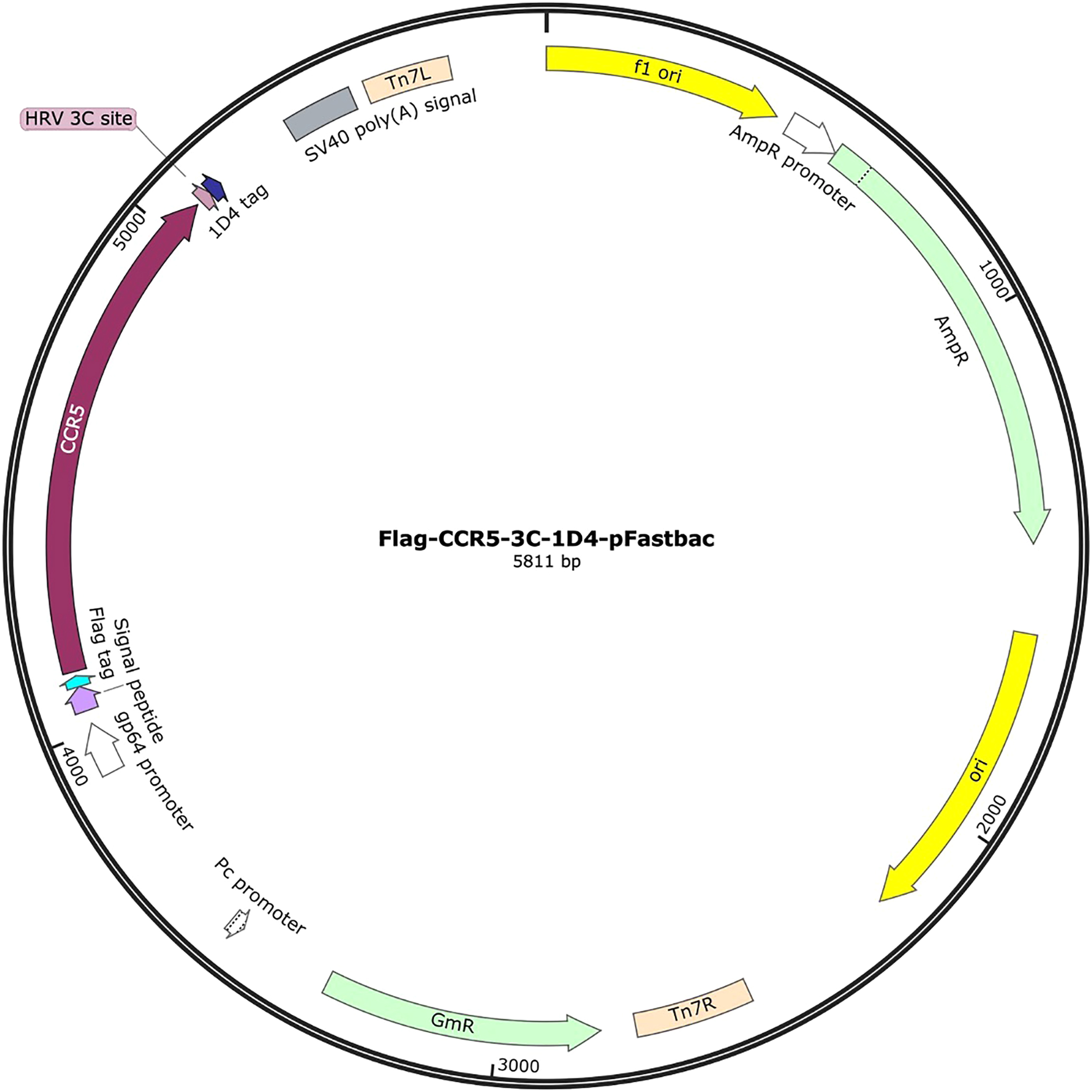 Cell Press: STAR Protocols